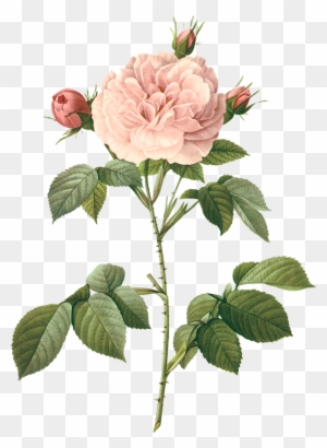 'vintage Illustration Of A Pale Pink Rose - Botanical Photos White ...