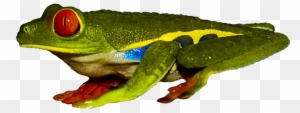 Red Eyed Tree Frog Clip Art, Transparent PNG Clipart Images Free ...
