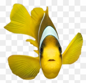 Front Face Fish Clipart - Fish Png Front - Free Transparent PNG Clipart ...