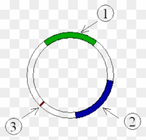 Plasmid - Free Transparent PNG Clipart Images Download