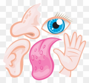 The Five Senses R - Different Sense Organs - Free Transparent PNG ...
