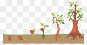 Tree Life Cycle - Tree Growing From Seed - Free Transparent PNG Clipart ...
