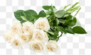 Nine White Roses - Photography - Free Transparent PNG Clipart Images ...