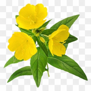 Evening Primrose Flower Oil - Evening Primrose Oil Png Transparent ...