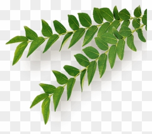 Neem - Organic Leaves Png - Free Transparent PNG Clipart Images Download