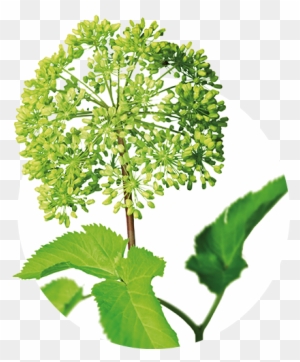 Angelica Root - Angelica Archangelica Png - Free Transparent PNG ...