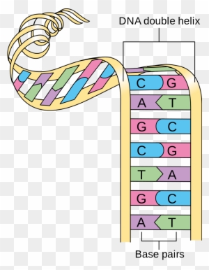 Nitrogenous Base Pairing