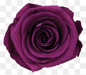 Glass Compote - 10 Rose - Four Roses - Free Transparent PNG Clipart ...