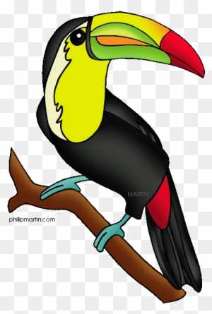 Rainforest Toucan Clipart