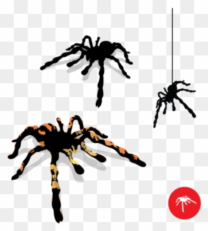 Tarantula Spider Vector - Spider Vector - Free Transparent PNG Clipart ...