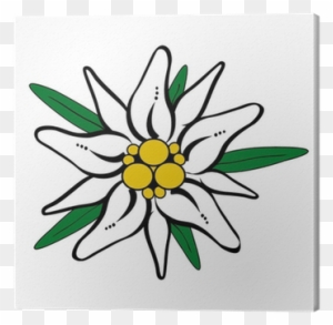 Edelweiss Drawing - Free Transparent PNG Clipart Images Download