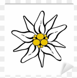 Edelweiss Drawing - Free Transparent PNG Clipart Images Download