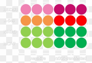 Infection Of Different Cell Lines With The Viral Vector - Round Color ...