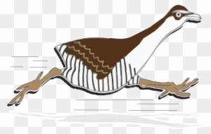 Koko Bird Illustration Of A Running Koko Bird Koko - Ko Ko Bird Clipart ...