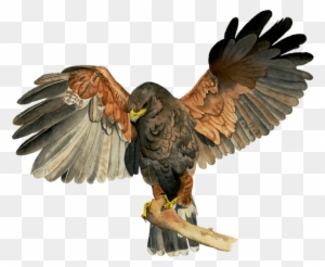 Bleed Area May Not Be Visible - Falke-flattern Wings Aquarell-malerei ...