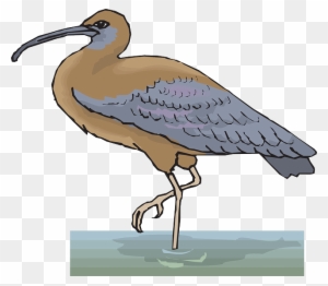 Bird, Wings, Ibis, Leg, Animal, Feathers, Bent - Moving Animations Of ...