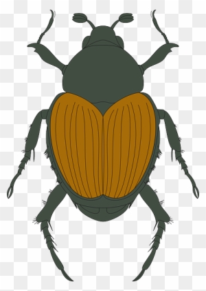 Insect Png Clipart - Black And Red Beetle - Free Transparent PNG ...
