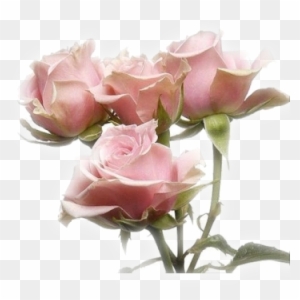 Pink Austin Rose Spray 33in - Garden Roses - Free Transparent PNG ...