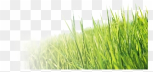 24 Aug 2017 - Grass And Sky - Free Transparent PNG Clipart Images Download