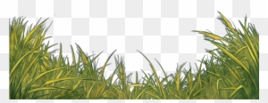 Sweet Grass - Free Transparent PNG Clipart Images Download