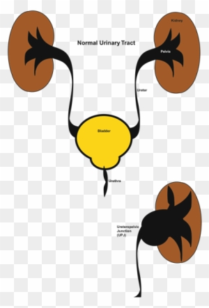 Upj - .com - Free Transparent PNG Clipart Images Download