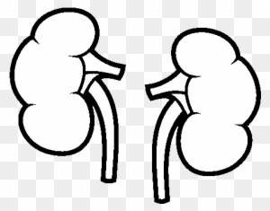 Image Gallery Kidney Coloring Page Kidney Clipart Black - Kidney - Free ...