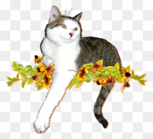 Vous Connaissez Oui-oui - Domestic Short-haired Cat - Free Transparent ...