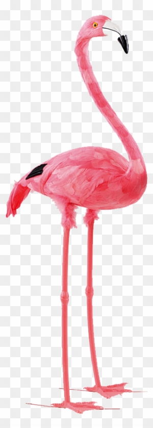 Free Png Download Flamingo Png Images Background Png - Cartoon Flamingo ...