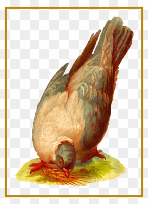 Stunning Antique Digital Bird Graphics Of Gray Pigeon - Pigeons And ...