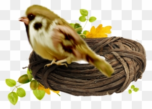 Small Edible Birds