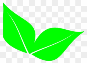 Leaf, Transparent PNG Clipart Images Free Download , Page 16 - ClipartMax