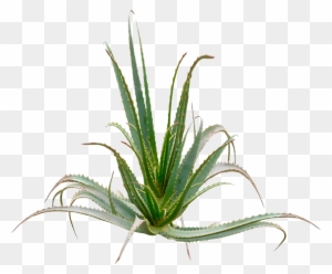 Plantas De Aloe Arborescens Con Más De 5 Años - Air Plant Photoshop ...