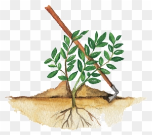 A Su Vez Aprovechamos Para Realizar Aporcados En Las - Aporque En ...