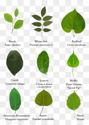 Leaves And Their Scientific Names By Starshinesuckerpunch - Different ...