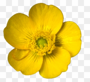 Suck It Up Buttercup - Mouse Pad, 8 - Free Transparent PNG Clipart ...