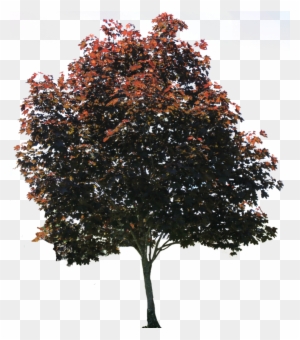 Trees No Background Png For Photoshop - Photoshop Tree Png - Free ...