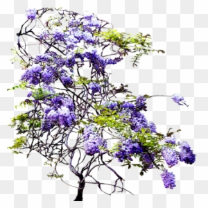 Red Fall Tree Png Image - Climbing Flowers Vines Png - Free Transparent ...