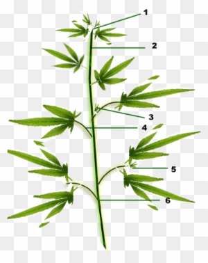 Drawn Pot Plant Nug - Monkshood - Free Transparent PNG Clipart Images ...