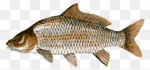 Great Clip Art Of Freshwater Fish - Common Carp - Free Transparent PNG ...