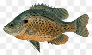 Great Clip Art Of Freshwater Fish - Bluegill Fish - Full Size PNG ...