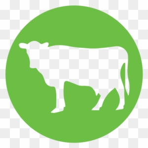 Dairy Operations - Dairy Product - Free Transparent PNG Clipart Images ...