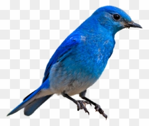 Mountain Bluebird Transparent Background - Free Transparent PNG Clipart ...