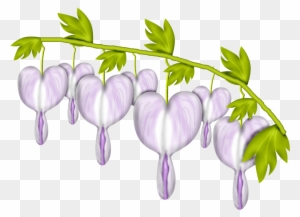 Bleeding Heart - Heart - Free Transparent PNG Clipart Images Download