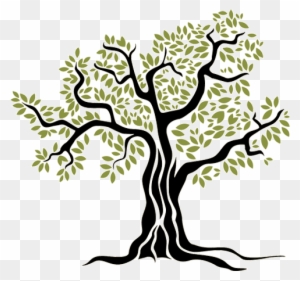 Choose - Olive Tree Vector Png - Free Transparent PNG Clipart Images ...