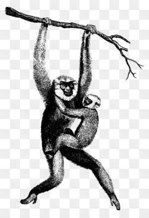 2 - Gibbons Transparent - Free Transparent PNG Clipart Images Download