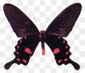 201601 Swallowtail Butterfly - Butterflies Png - Free Transparent PNG ...
