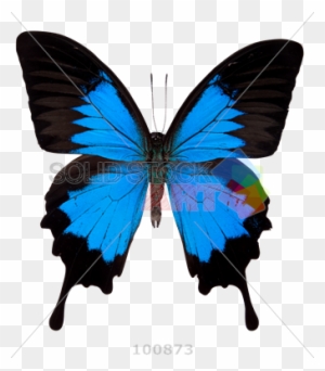 Butterfly World - Ulysses Butterfly Png - Free Transparent PNG Clipart ...