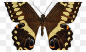 Emperor Swallowtail - Butterflies - Papilio Ophidicephalus - Free ...