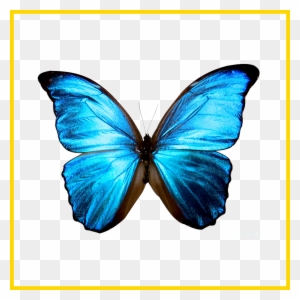 Shocking Blue Butterfly Printable Butterflies And Insects - Blue ...