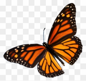 Life Cycle Stages - Monarch Butterfly Tattoo Black And White - Free ...
